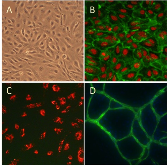 Human Umbilical Vein Endothelial Cells: HUVEC 人臍靜脈內皮細胞：HUVEC | 慧技科學有限公司 ...