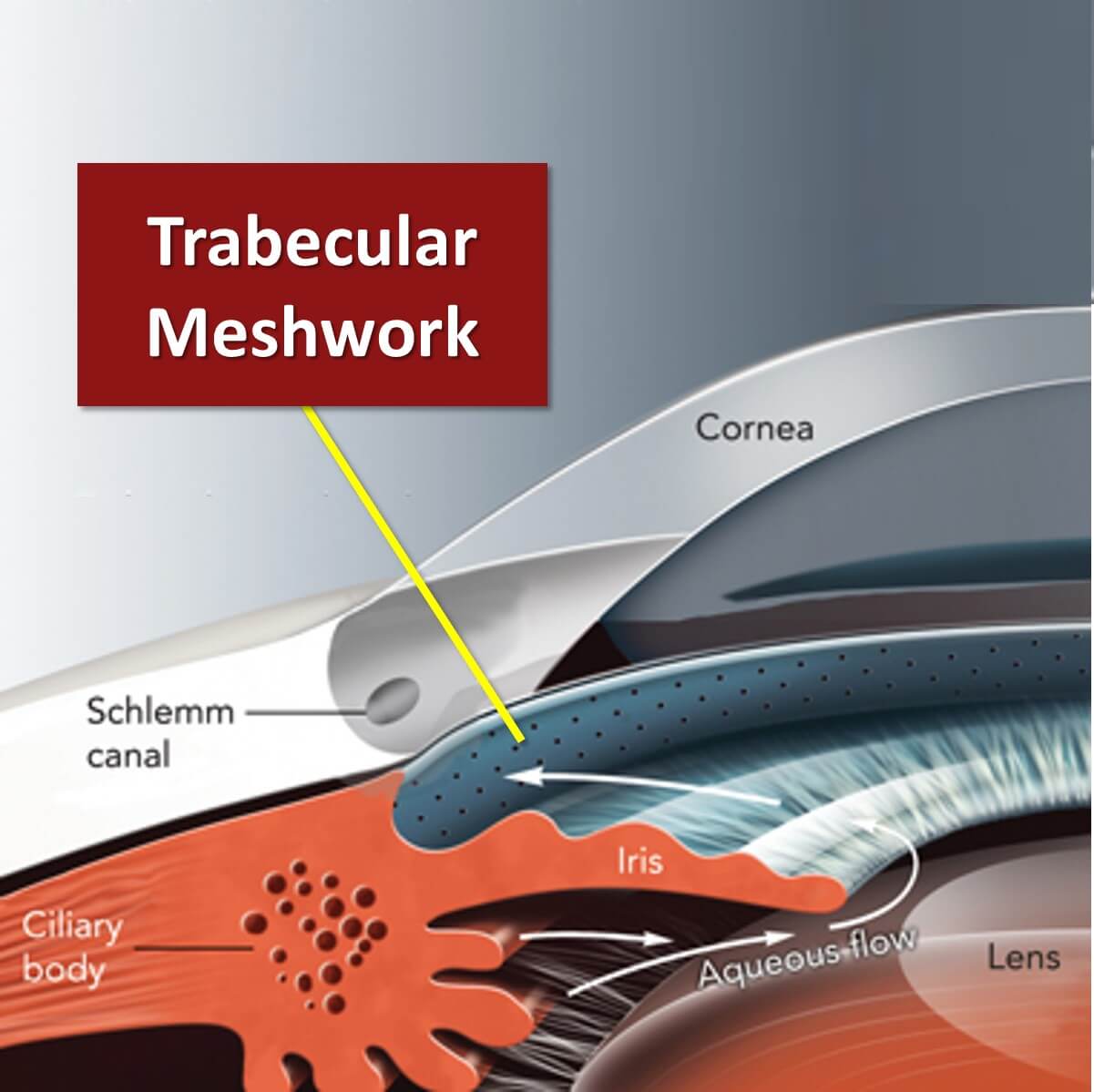 Trabecular Meshwork 小樑網 | 慧技科學有限公司 Smartec Scientific Corp