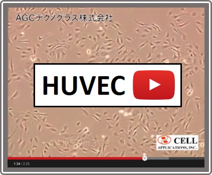 Human Umbilical Vein Endothelial Cells: HUVEC 人臍靜脈內皮細胞：HUVEC | 慧技科學有限公司 ...