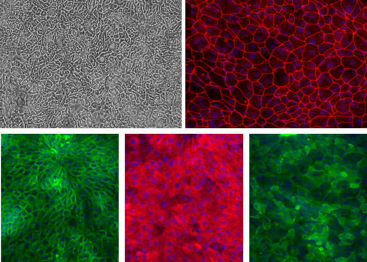 Gastrointestinal Epithelial Cells 胃腸上皮細胞 | 慧技科學有限公司 Smartec Scientific Corp